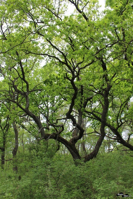 Pădurea Letea – un tărâm de legendă, un loc unic în Europa și cea mai ...