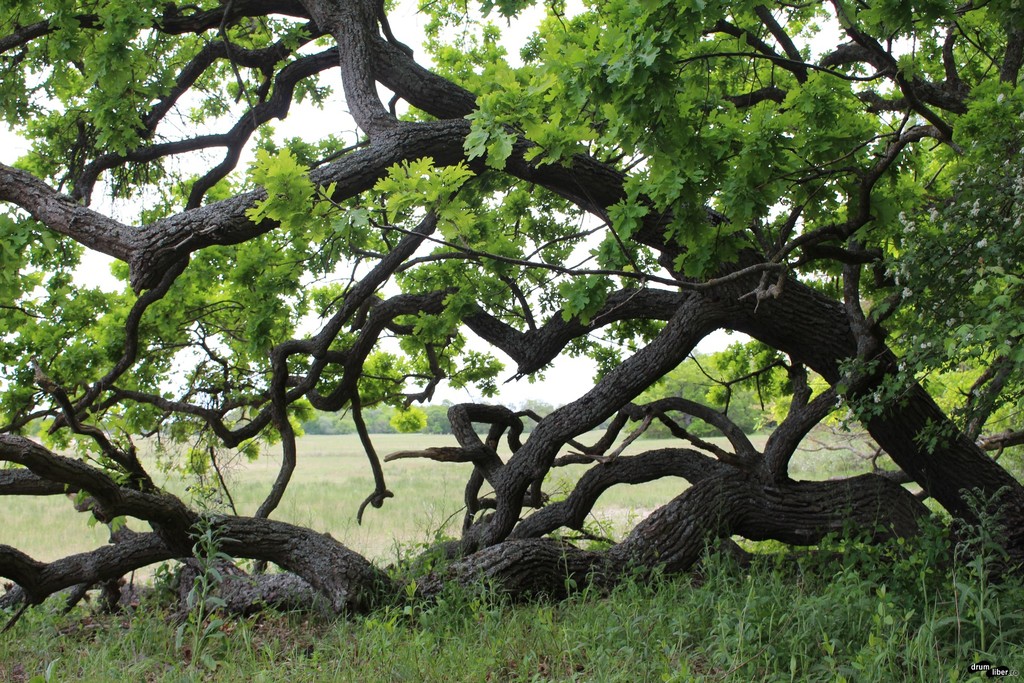 Pădurea Letea – un tărâm de legendă, un loc unic în Europa și cea mai ...